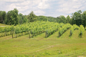 21 Can’t Miss Things to Do in Blue Ridge, GA - Mountain Vibe Vacations