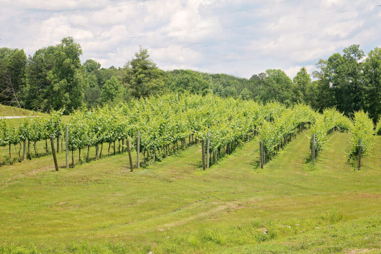 21 Can’t Miss Things to Do in Blue Ridge, GA - Mountain Vibe Vacations